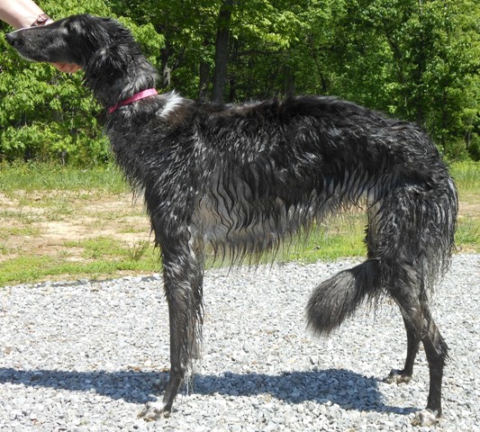 Zanoza Borzoi Borzoi The Breed Archive